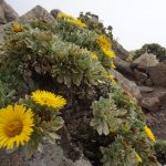 Pico de la Zarza - Hike zum höchsten Berg auf Fuerteventura